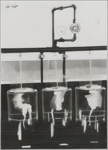 What Does Curt Richter’s Drowning Rats Experiment Teach Us About ...